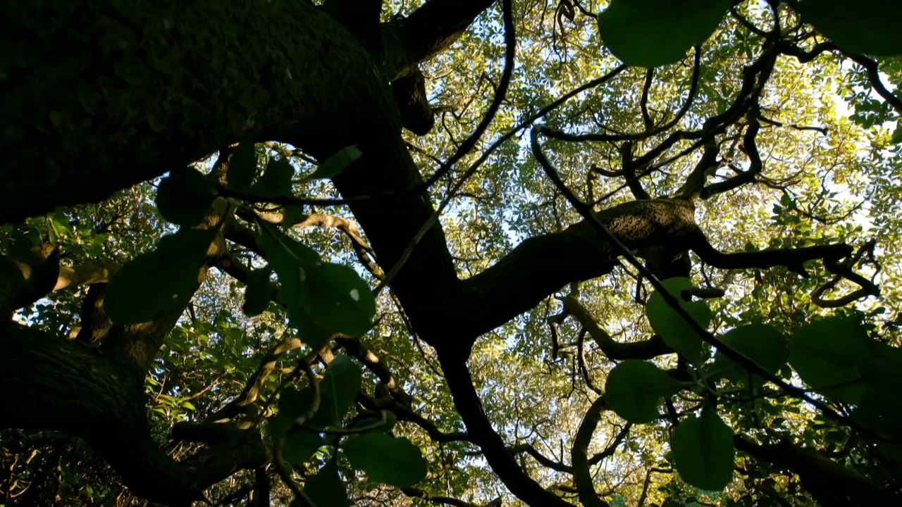 Penguins Meet The Family 2020 - video Dailymotion