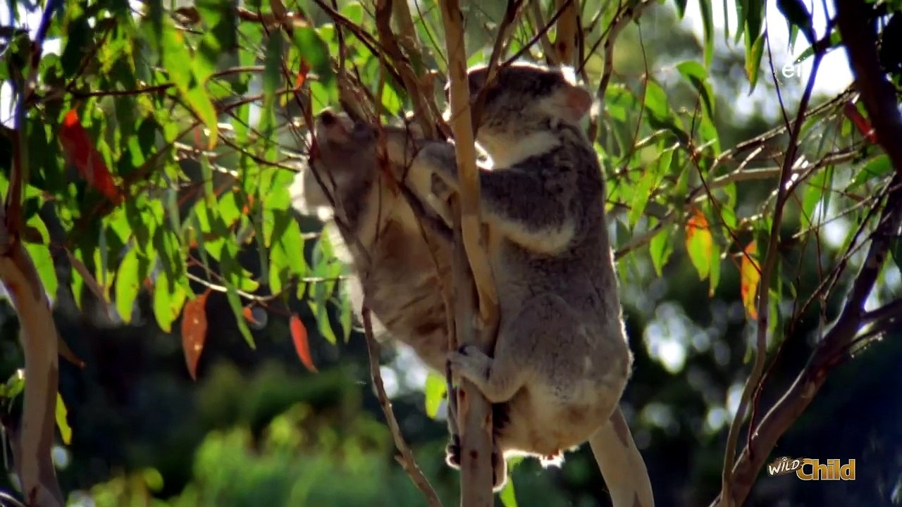 Wild Child S06E18 - video Dailymotion