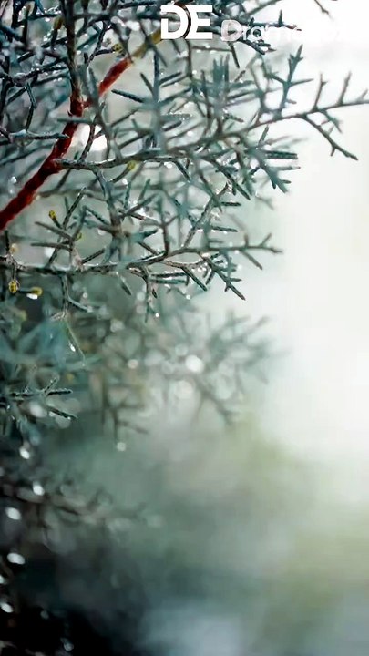 Dear Ex, Kiss My Crown-new drama [Full Movie] [Vertical Drama]Full EP ...