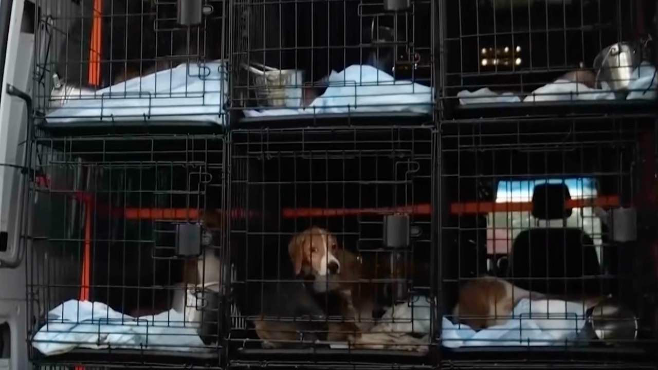 Liberan a más de 1.000 perros beagle de un centro de experimentación ...