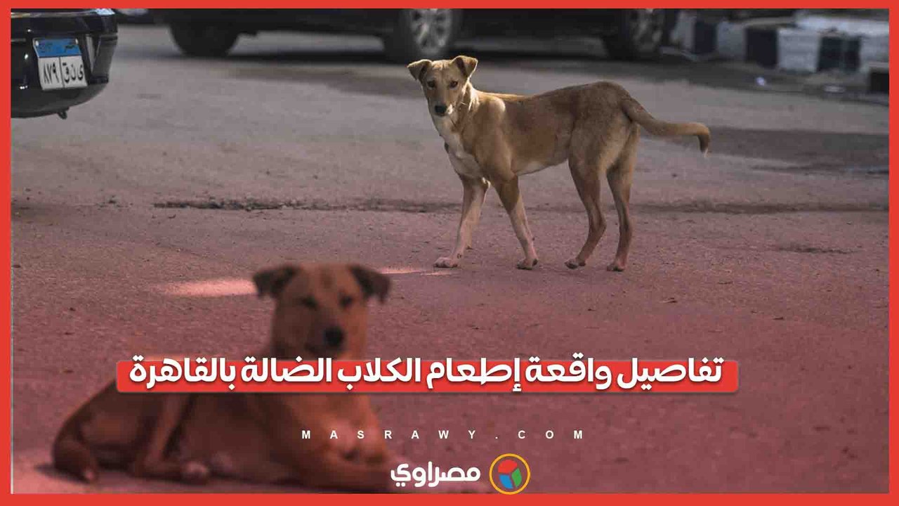 بيان مهم من الداخلية بشأن إطعام الكلاب الضالة في الشارع - فيديو Dailymotion