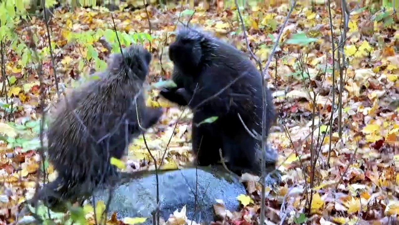 the animal within s02e06 - video Dailymotion
