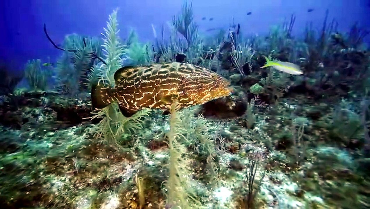 The Fish Guyz S07E05 - video Dailymotion