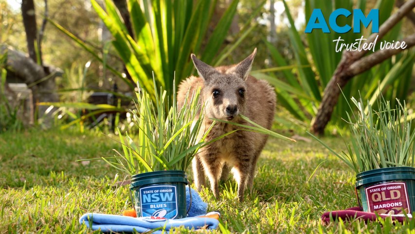Rooster the kangaroo predicts NSW Origin win | Illawarra Mercury ...