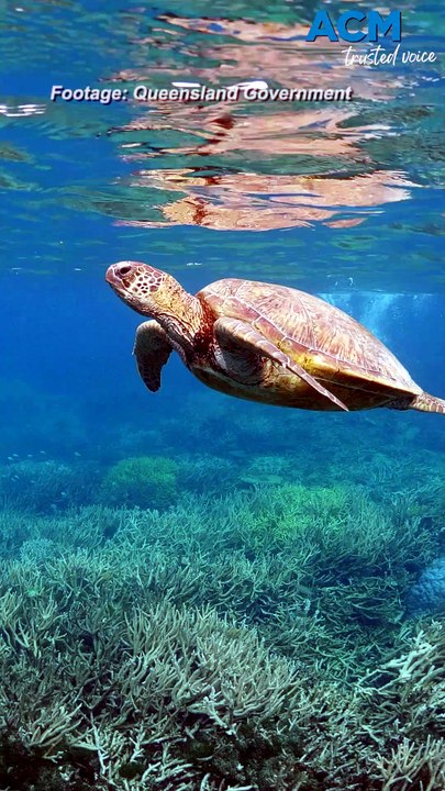 Climate change is turning an entire species of green turtles female ...