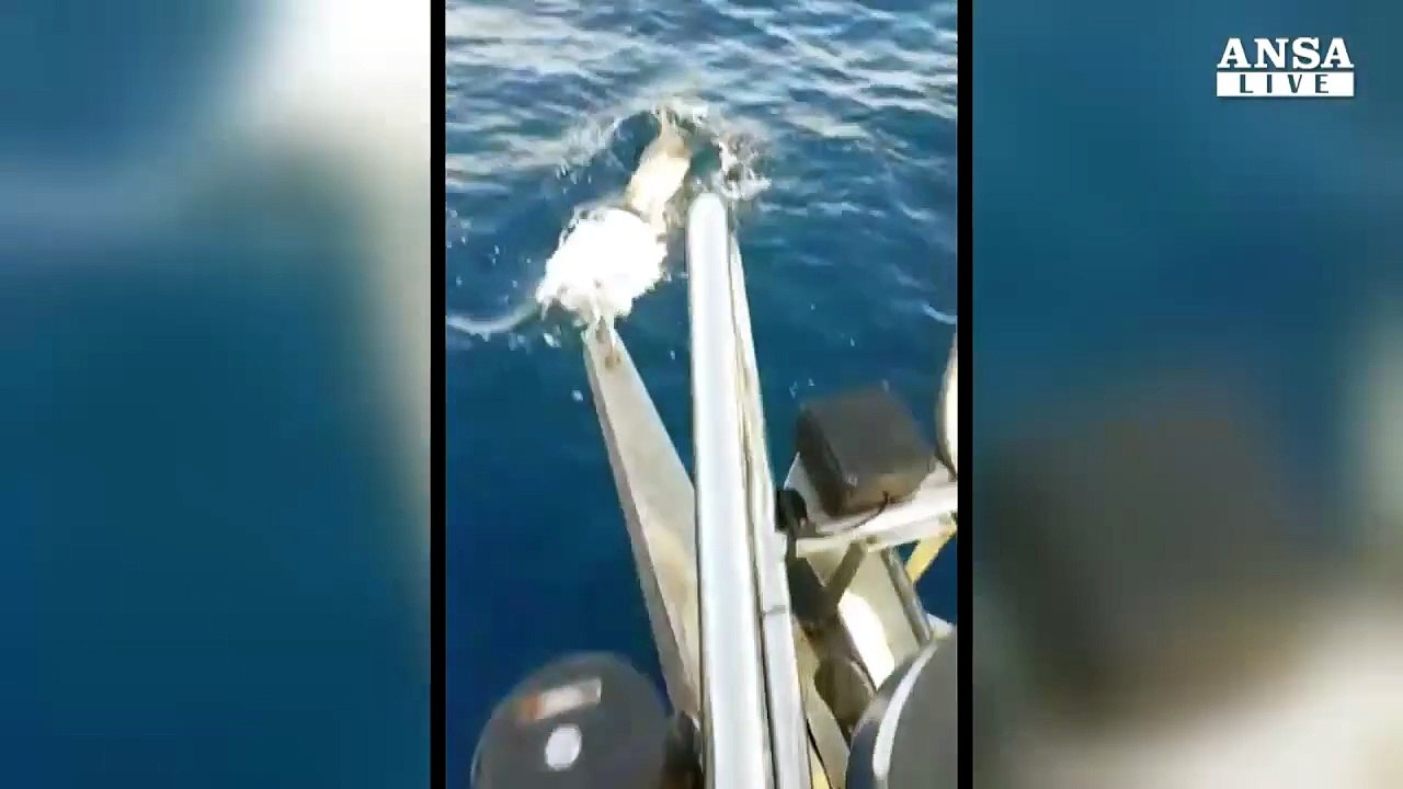 La corsa dei delfini a Punta Campanella - Video Dailymotion