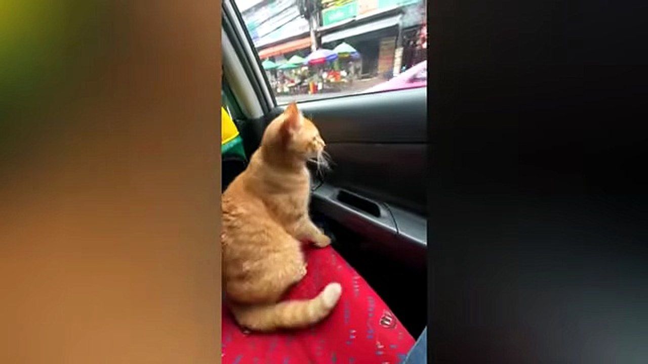 Try Not to Laugh! Funniest AI Cat Videos Compilation | 7 Minutes of ...
