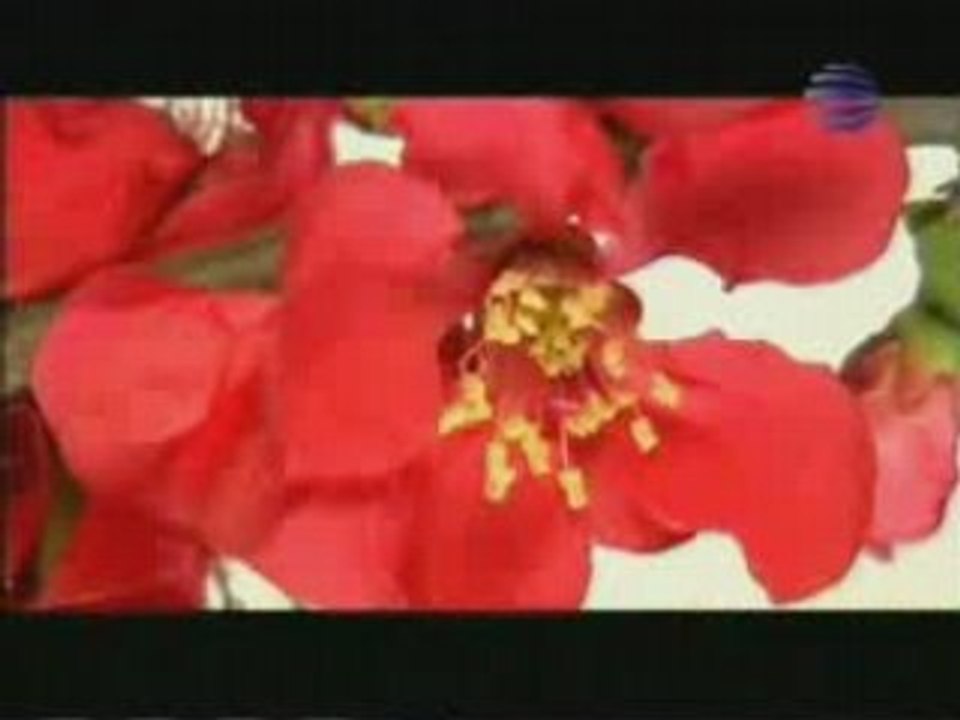 Preslava - Nishto Drugo - video Dailymotion