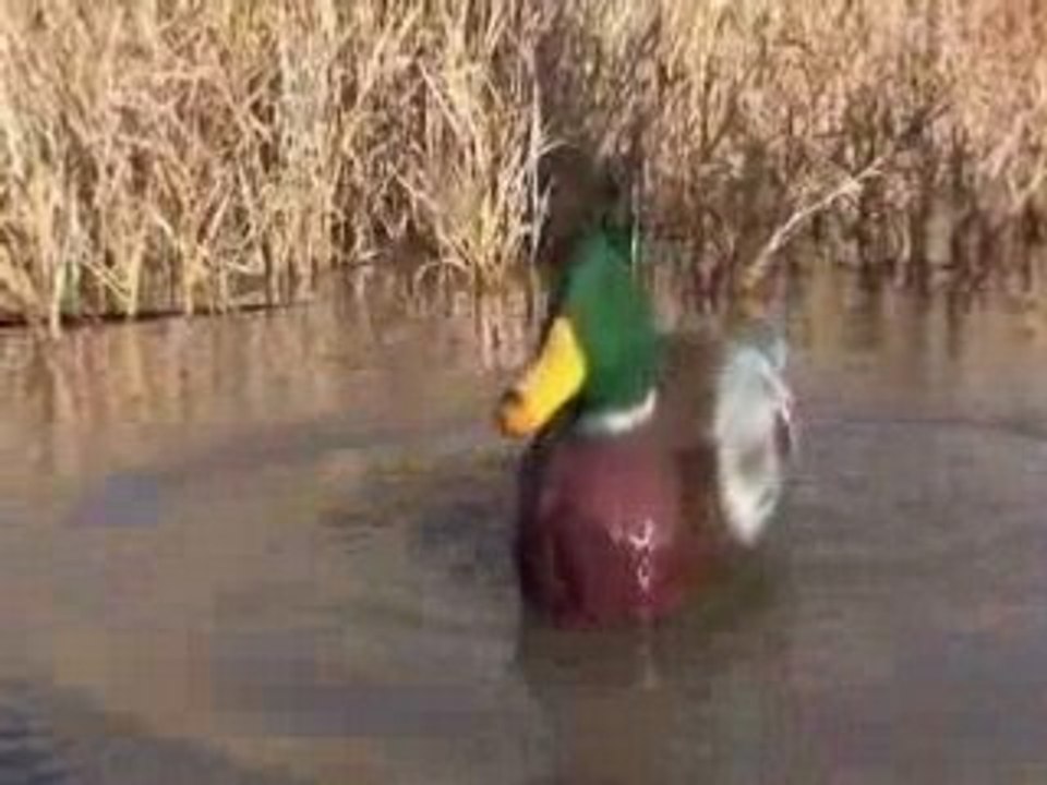Deeks Duck Decoys - video Dailymotion