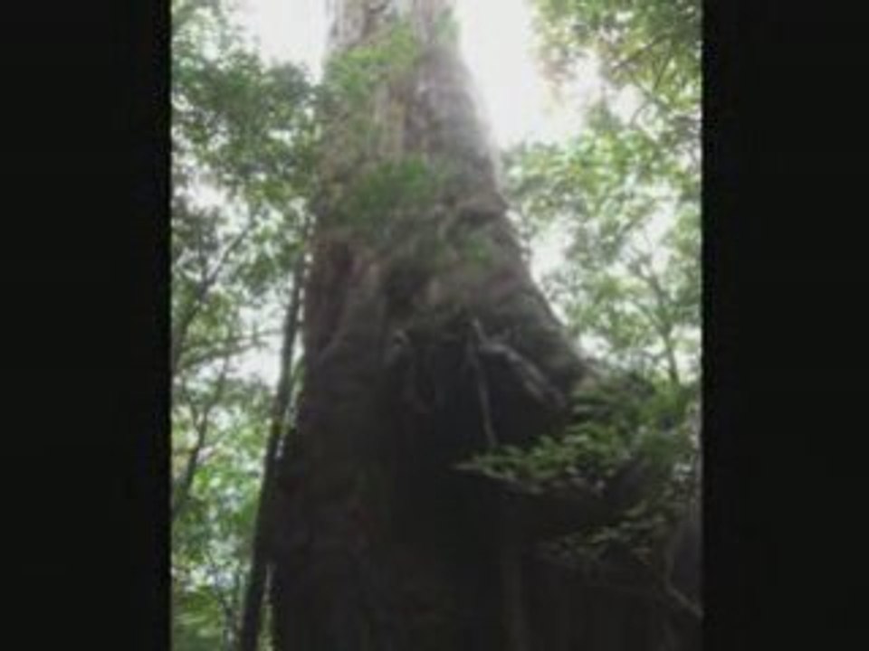 Yaku-island, Princess Mononoke's forrests - video Dailymotion