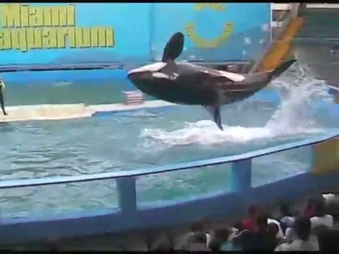 Terence Talbot videos - Dailymotion