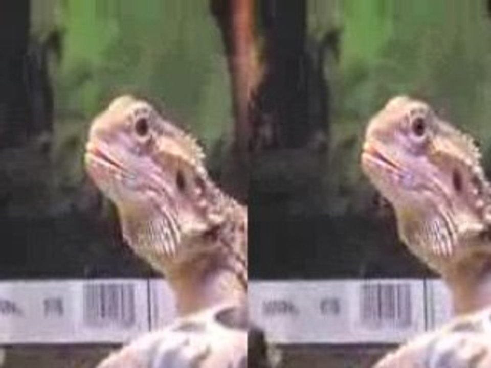 Talking Lizard - video Dailymotion