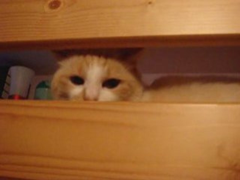 Coco le chat - Vidéo Dailymotion