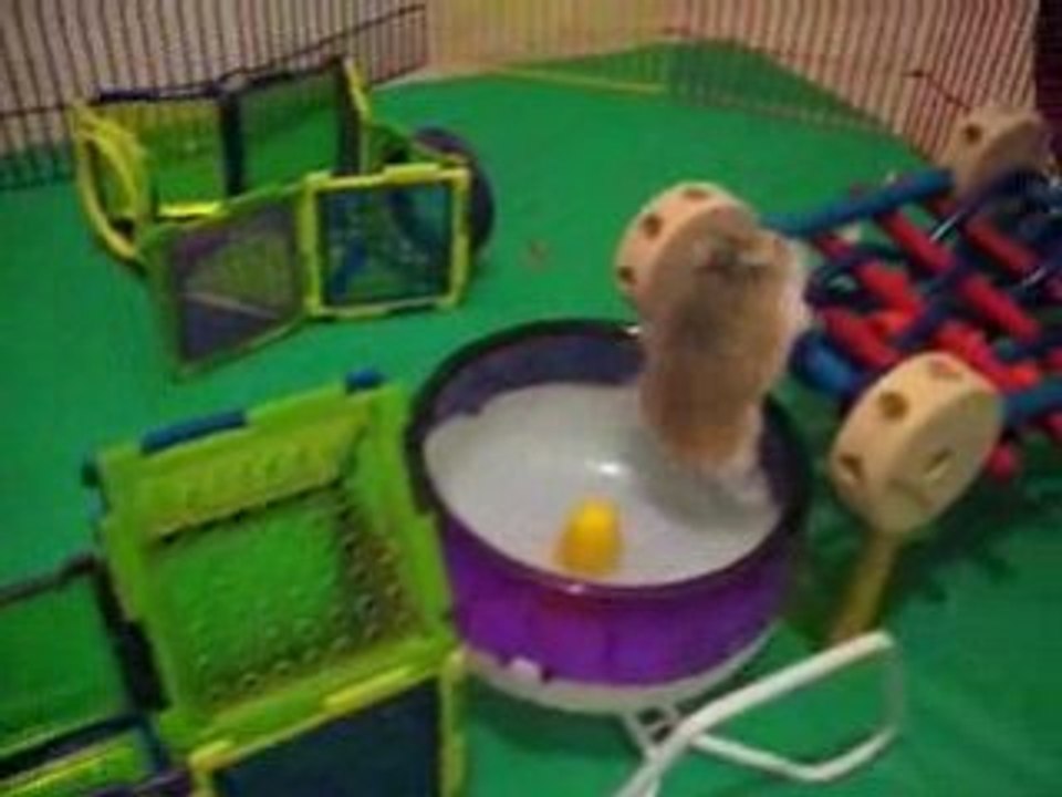 Hamster Ninja Warrior - video Dailymotion