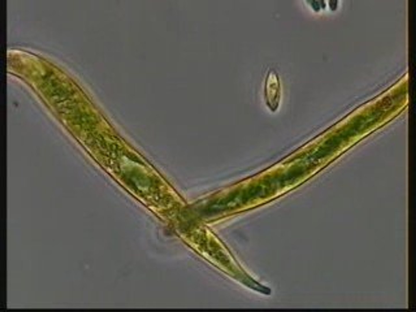 Microscopiodecelulaseuglena