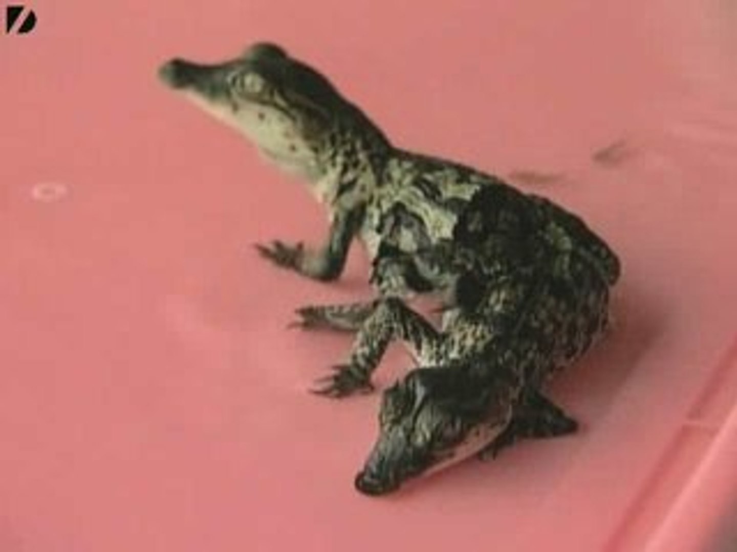 Two Headed Crocodile