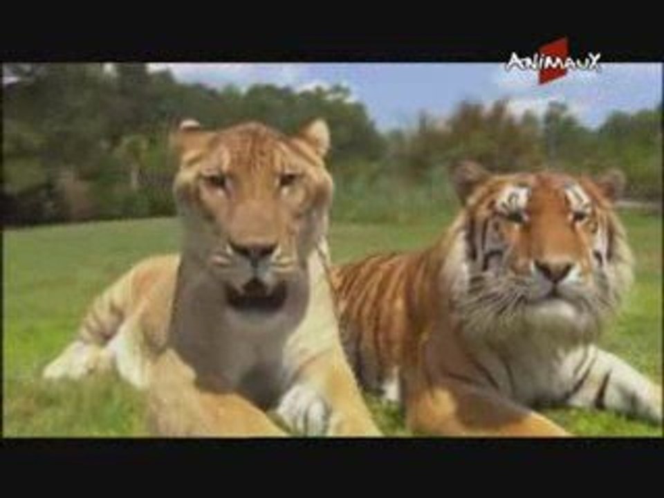 Le ligre ou ligron le Tigre Lion - Vidéo Dailymotion